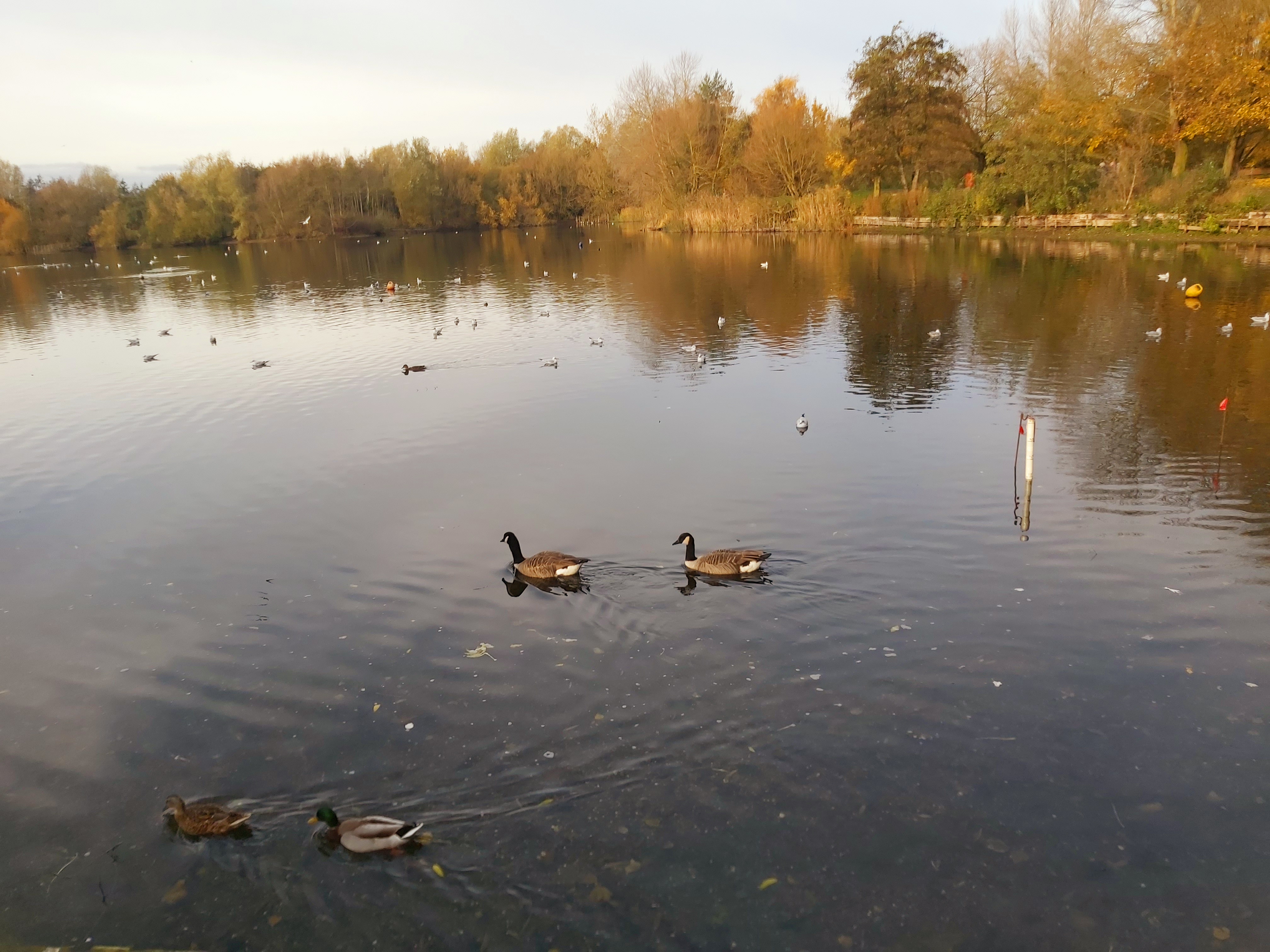Needham Lake – I am Titus and this is my life, travel, walks, and ...